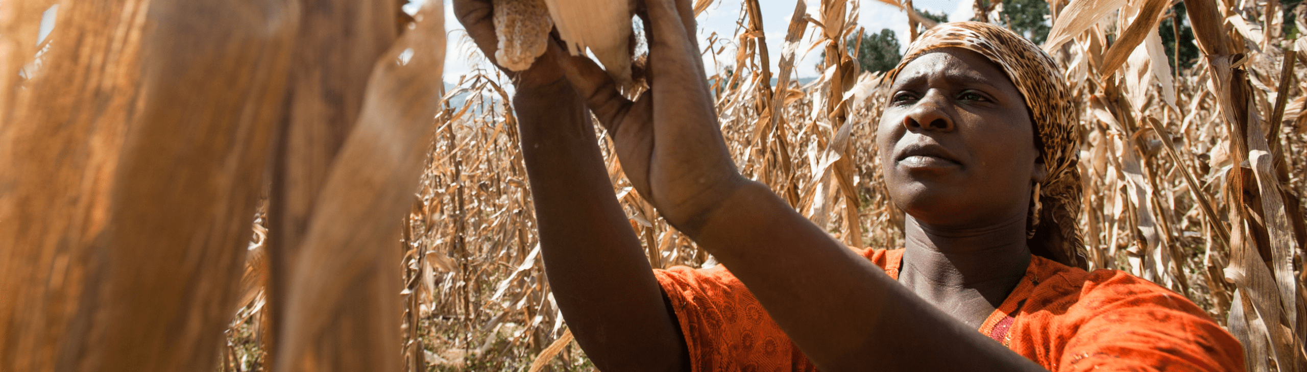 Impact Calculator - The Real-World Impact of Your Donation